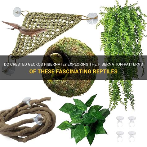 Do Crested Geckos Hibernate Exploring The Hibernation Patterns Of These Fascinating Reptiles