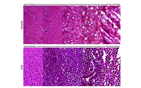 Evaluation Scheme For Assessment Of Morphological Quality Of Areas Download Scientific Diagram
