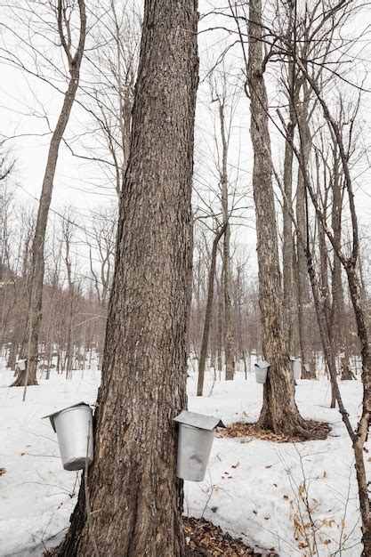 Premium Photo Forest Of Maple Sap Buckets On Trees