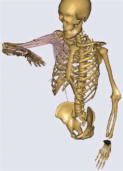 A Human Musculoskeletal Model Built With The Anybody Modeling System Download Scientific Diagram