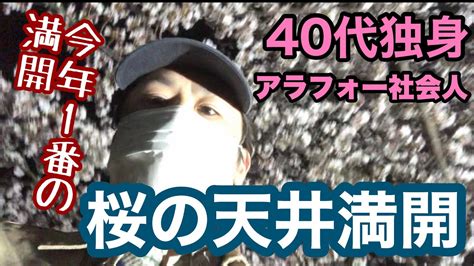 『孤独な男お金はないが桜最前線』40代独身アラフォー社会人がお金はないが今年の桜は大爆発している現状を見る日常 Youtube