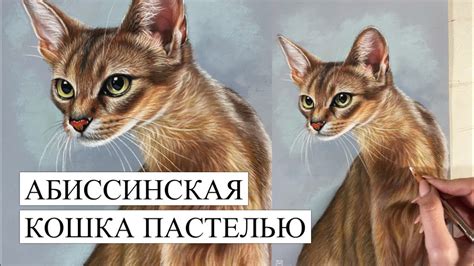 АБИССИНСКАЯ КОШКА ПАСТЕЛЬЮ Youtube