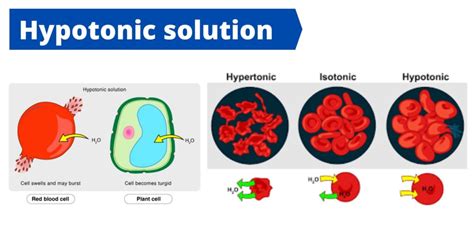 Hypotonic Solution Definition Importance Examples Biology Notes Online