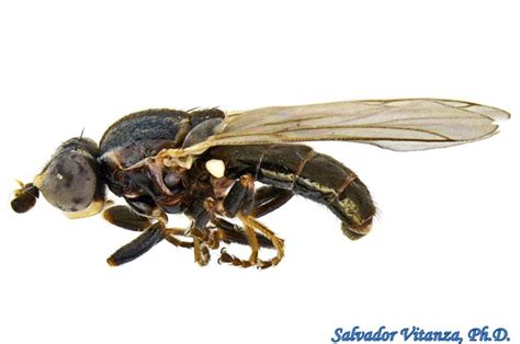 Diptera Chloropidae Diplotoxa Grass Flies H Urban Programs El