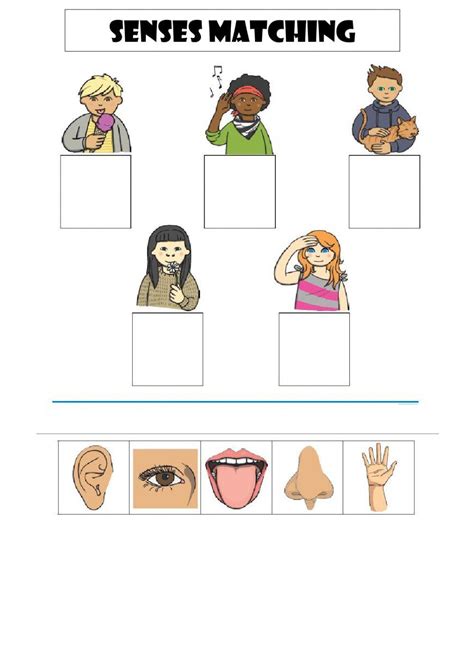 Senses Matching Worksheet Live Worksheets