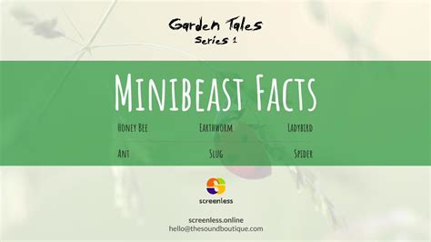 Pdf Ant Slug Spider Honey Bee Earthworm Ladybird Minibeast Facts