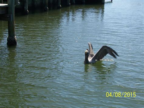Cocoa Beach Thousand Islands Dolphin And Manatee Tour 2025 All You