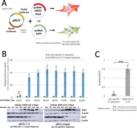 优化 5utr 以逃避 Sars Cov 2 非结构蛋白 1 定向抑制细胞内蛋白质合成 Applied Microbiology And