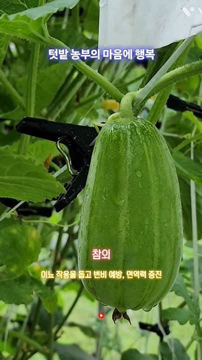 텃밭 농부의 행복 Youtube