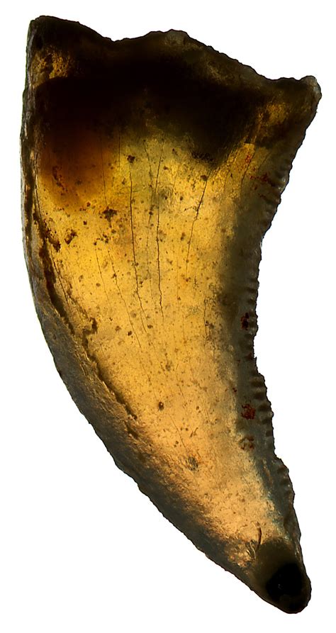 Fossils In Lightning Ridge Nsw The Australian Museum