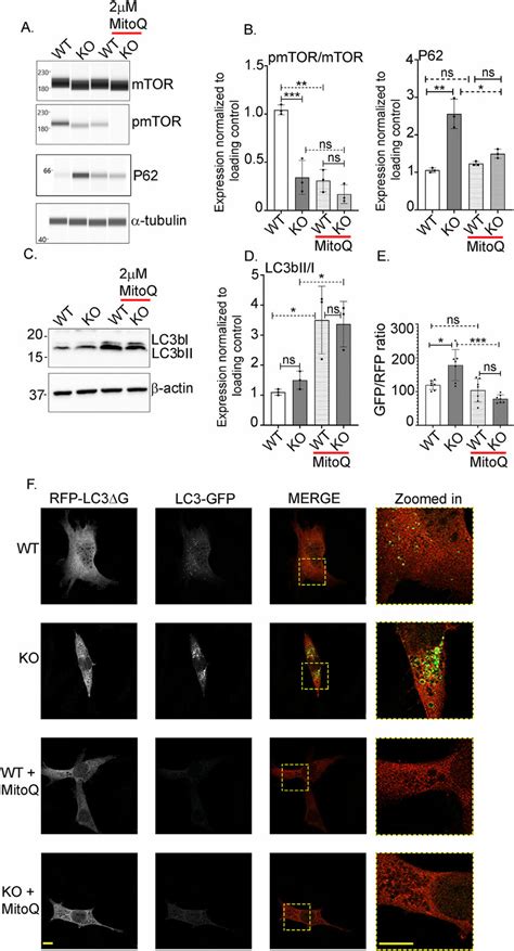 Mitoq Improves Autophagy Slc4a11 Ko Cells A Wes Immunoassay Of