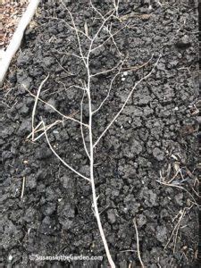 Prune Raspberry Canes