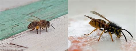 Honey Bee Vs Yellow Jacket