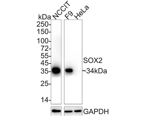 Sox2 Recombinant Monoclonal Antibody Po00 28 Ma5 50695