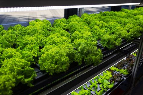 Bed With Different Types Of Lettuce Vegetable Garden Vertical Stock
