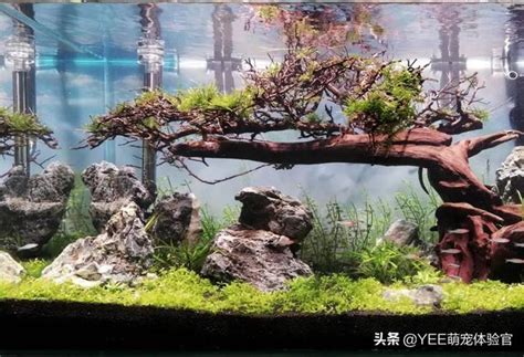 魚缸里爆褐藻，對觀賞魚有什麼危害 每日頭條