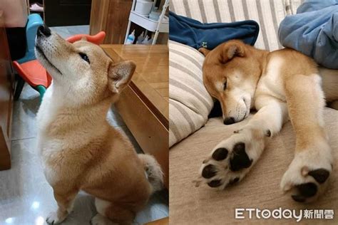 以為柴犬偷溜出門 爸調監視器「袋子娃娃」突然打哈欠：找我嗎？ Ettoday寵物雲 Ettoday新聞雲