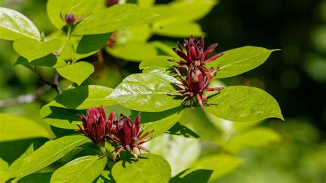 How To Plant Grow And Care For Calycanthus Sweetshrub