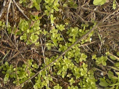 Uneven Ground Texture Texturelib