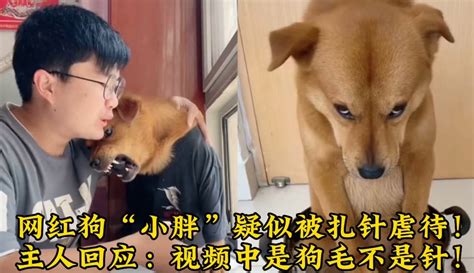【暴走哥观点】网红狗“小胖”疑似被扎针虐待！主人回应：视频中是狗毛不是针！粉丝数2018作品数1160 资讯视频 免费在线观看 爱奇艺