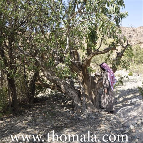 الأثب منتديات بلاد ثمالة