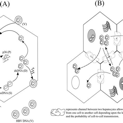 Hbv Replication And Cell To Cell Transmission A The Hbv Life Cycle