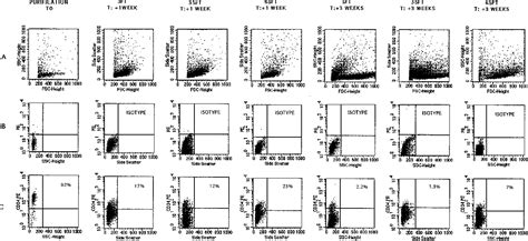Figure 1 From Ex Vivo Expansion Of Human Adult Stem Cells Capable Of