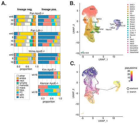 Proportions Of Vsmc Lineage Traced And Untraced Cell Populations Vary