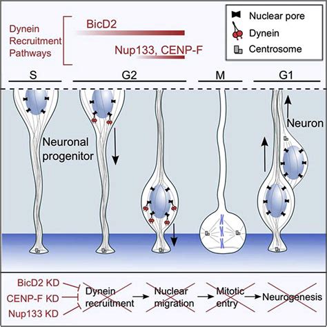 Dynein Recruitment To Nuclear Pores Activates Apical Nuclear Migration