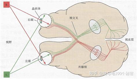 视觉记忆（一） 知乎