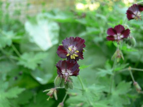 Geranium Phaeum Mourning Widow Storkenæb