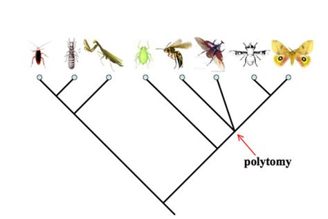 Ch 26 Phylogeny And The Tree Of Life Flashcards Quizlet