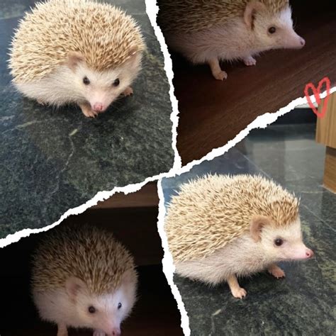 刺蝟寶寶手作 線上商店 蝦皮購物