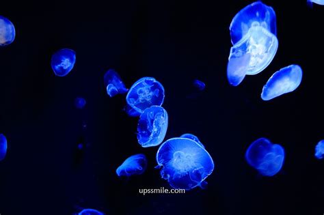 日本｜池袋陽光水族館：高空悠游的企鵝，地表最高的水族館！ 輕旅行