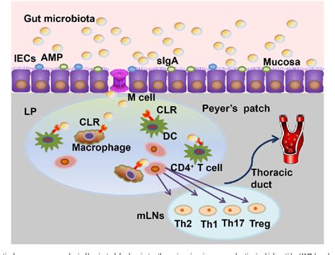 Figure 1 From C Type Lectin Receptor Mediated Immune Recognition And
