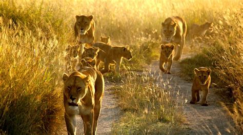 Top 10 Facts About Lions Wwf