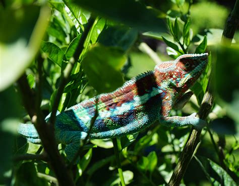 Panther Chameleon 26 Chameleon Forums