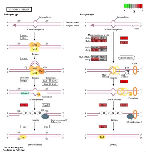 Pathway Visualization Griffith Lab