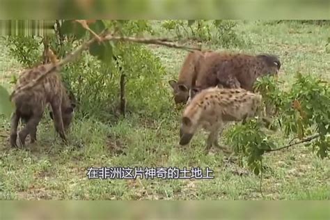 真正的非洲之王出现，吓跑了狮子和鬣狗，当之无愧的王鬣狗狮子