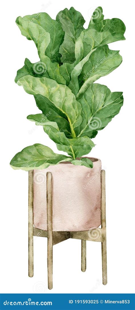 Fiddle Leaf Fig Houseplant Bold Outline Design Stock Illustration