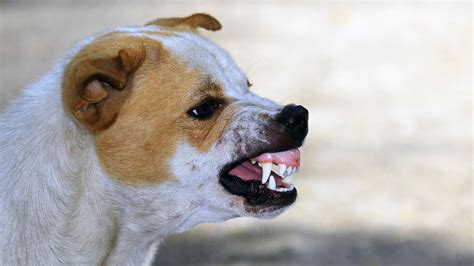 Бездомно куче нахапа 6 годишно дете в Дупница Nova