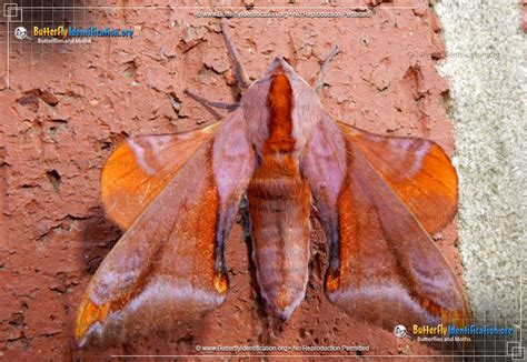 Huckleberry Sphinx Moth