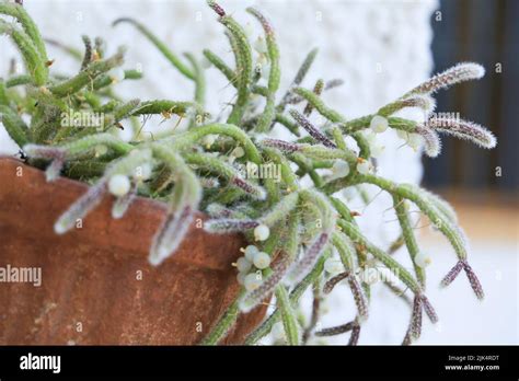 Beautiful Rhipsalis Baccifera Horrida In Clay Pot Hanging On The Wall