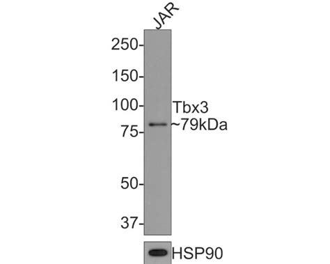 Tbx3 Recombinant Monoclonal Antibody Je33 38 Ma5 50714
