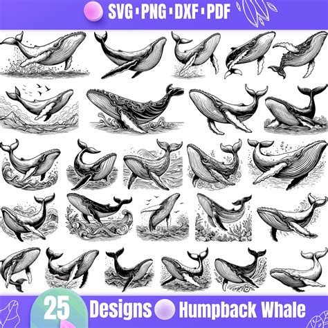 High Quality Humpback Whale Svg Bundle Humpback Whale Dxf Humpback