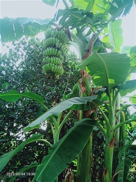 หน่อกล้วยน้ำว้ายักษ์ โดยกุหลาบไร่ธีร อ กำแพงแสน จ นครปฐม รหัสสินค้า 357635