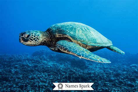 250 Cute And Funny Turtle Names With Meaning