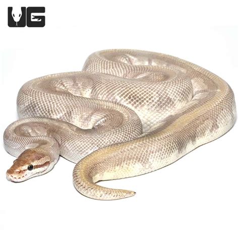 2018 Lavender Albino Spider Ball Python For Sale Underground Reptiles