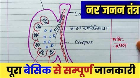 L 4 Ch 2 नर जनन तंत्र Male Reproductive System नर जनन तंत्र का