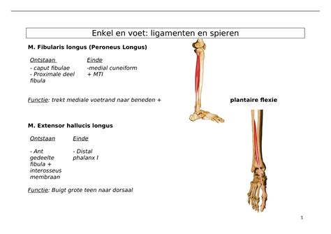 Samenvatting Spieren En Ligamenten Van De Enkel En Voet Module Msk